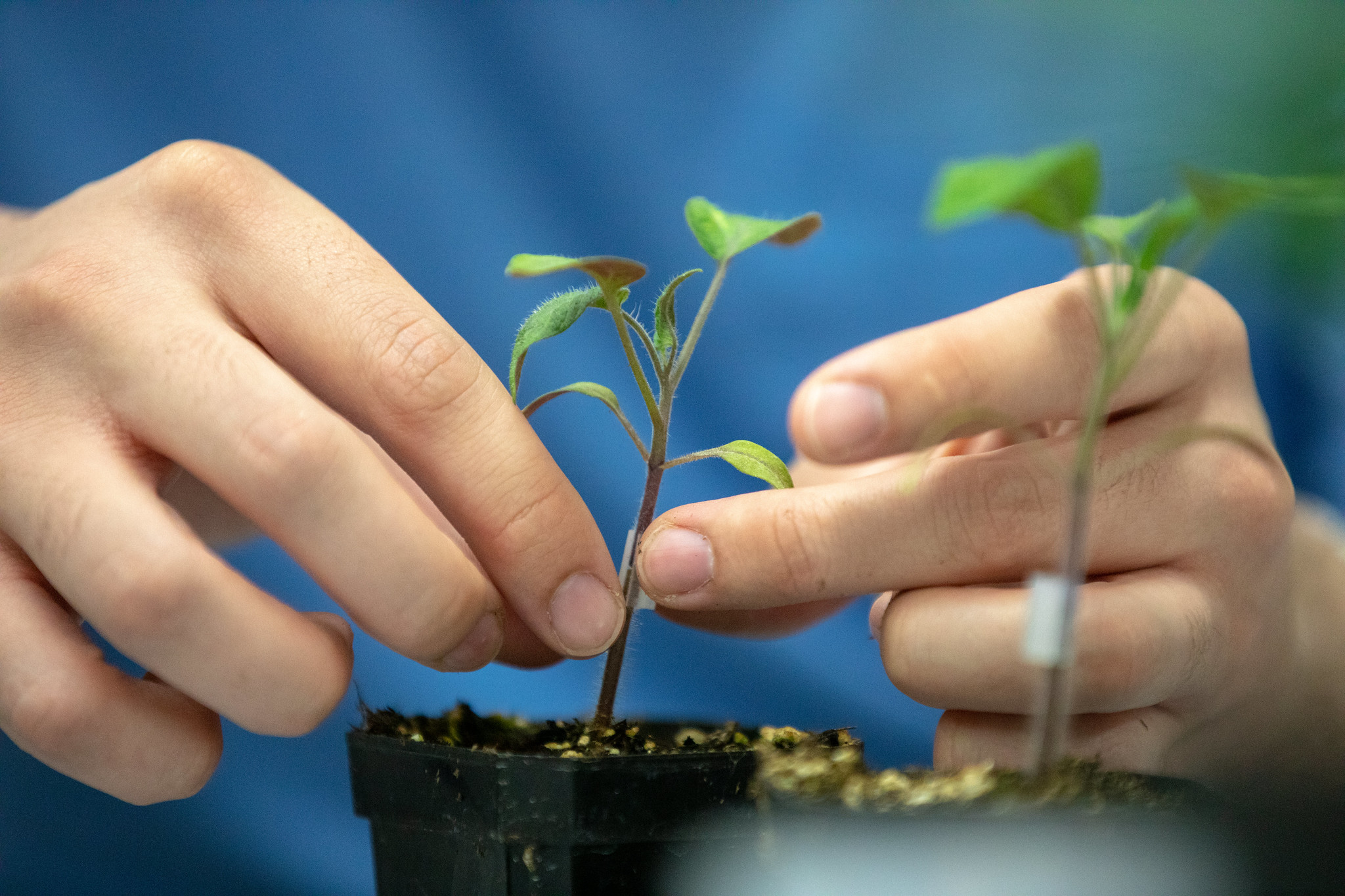 Horticulture Major – Agricultural & Life Sciences