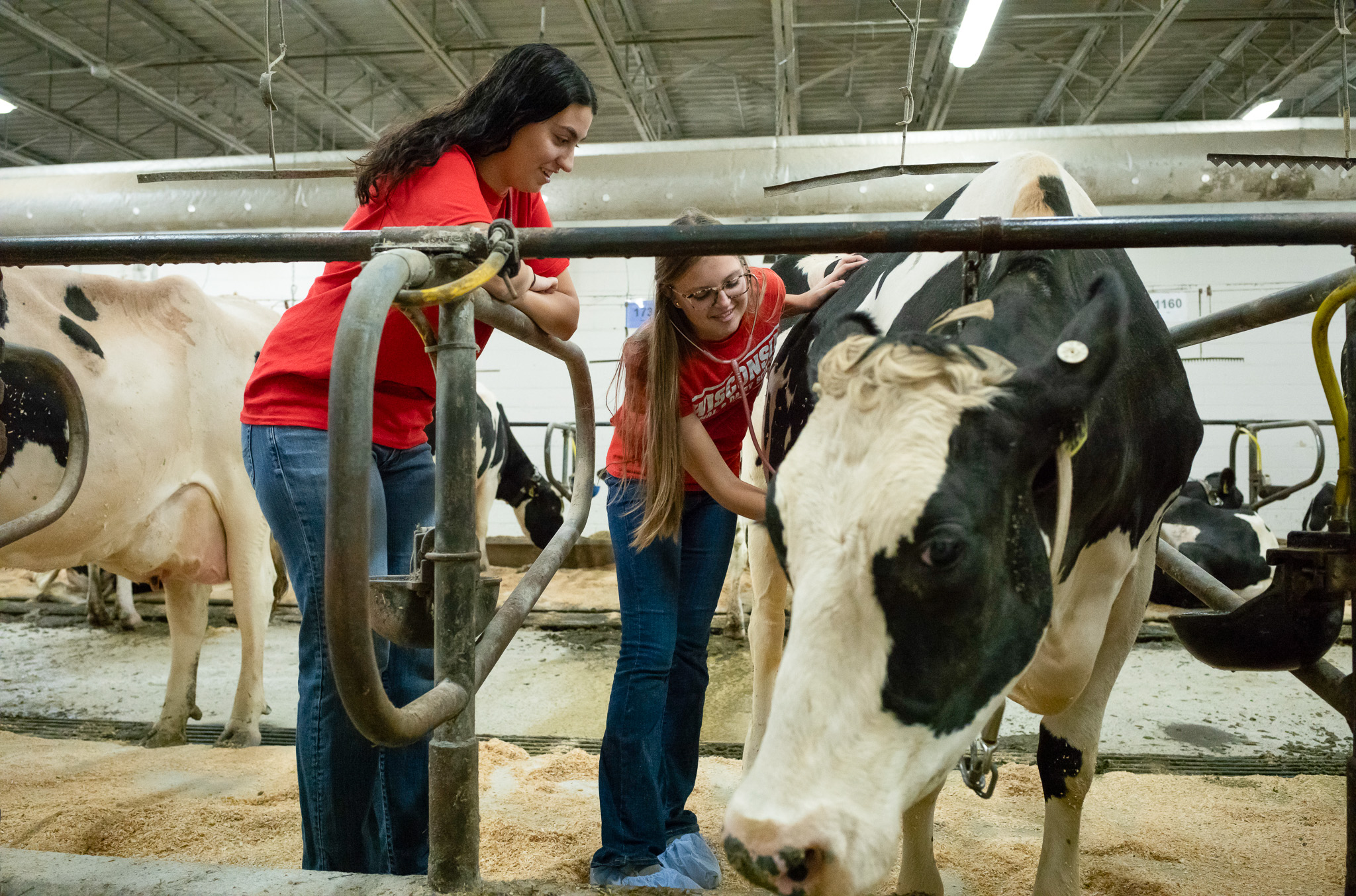 Dairy and Food Animal Management Major – Agricultural & Life Sciences