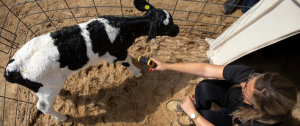 Animal & Dairy Science, MS – Agricultural & Life Sciences