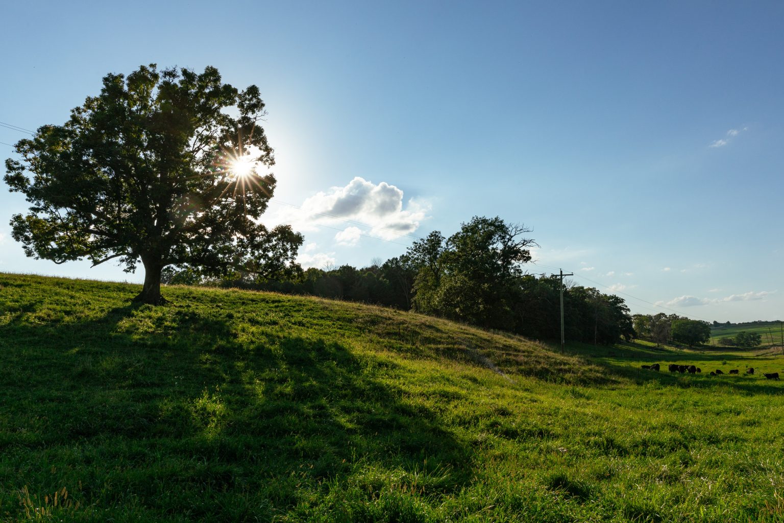 2025 CALS Field Days and Events – Agricultural & Life Sciences